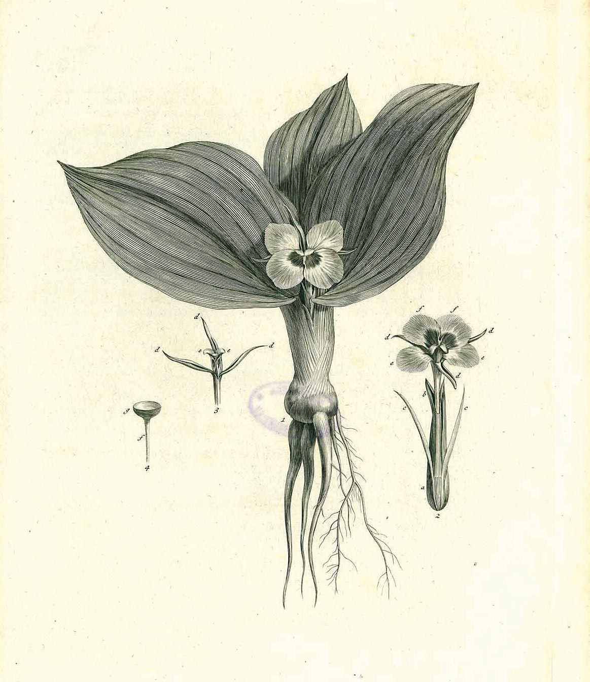 Linneo, padre de la botánica moderna • La Aventura de la Historia