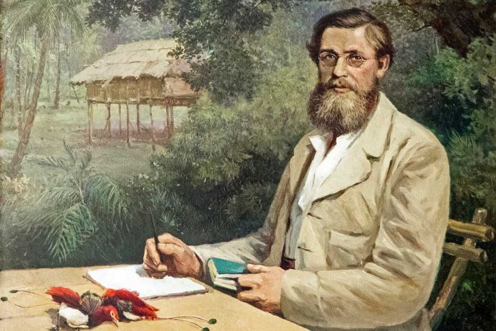 Alfred R. Wallace y las bases de la evolución humana • La Aventura de ...